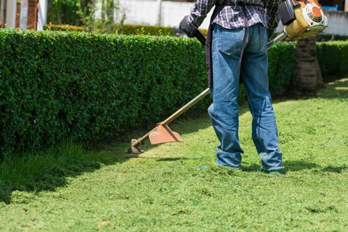 Protect Your Lawn from Weeds and Pests in Muskegon